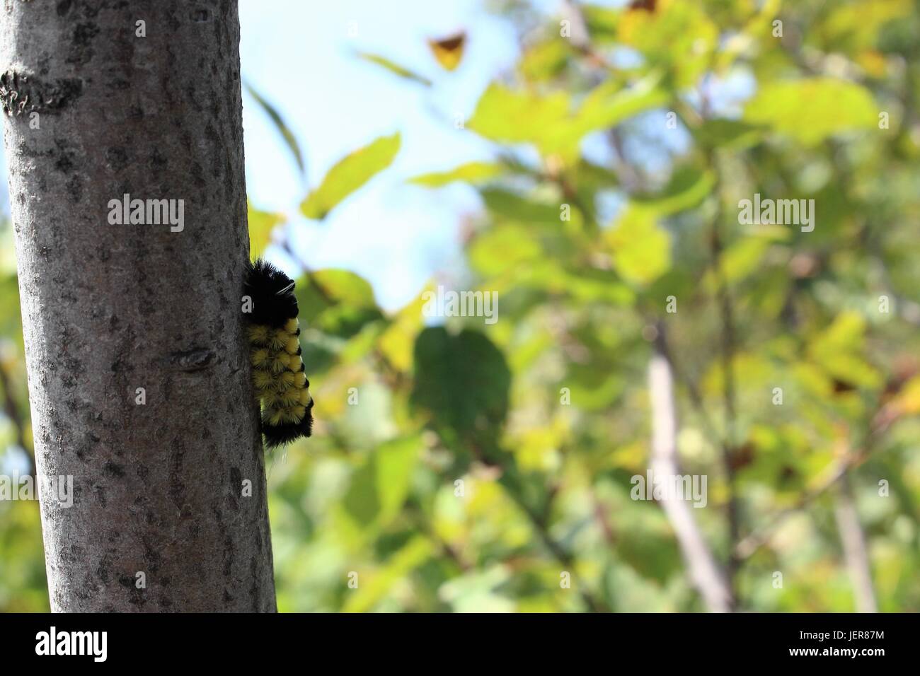 Cute little caterpillar climbing up this thin little tree. Making its ...