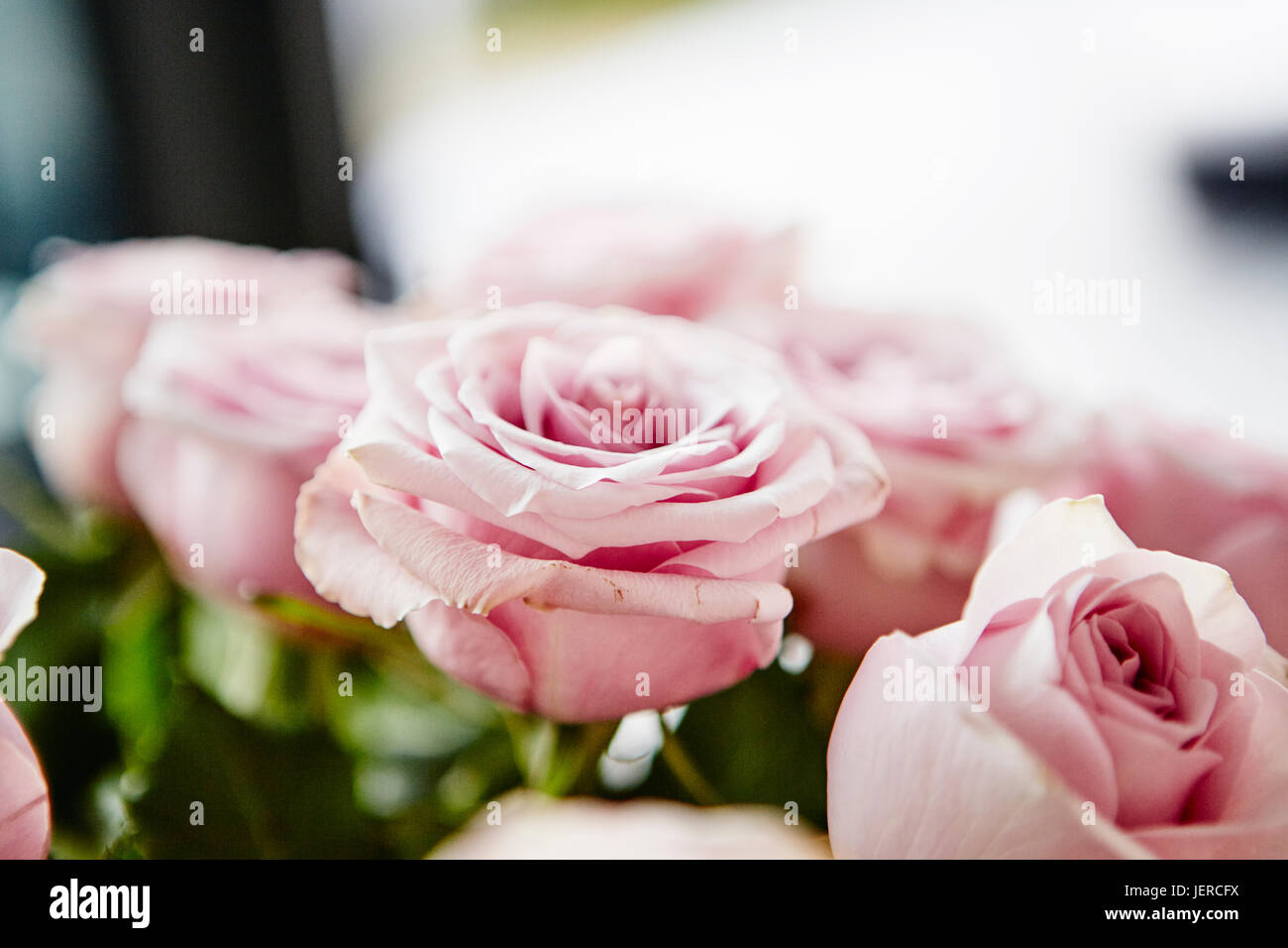 Pink roses, close-up Stock Photo - Alamy