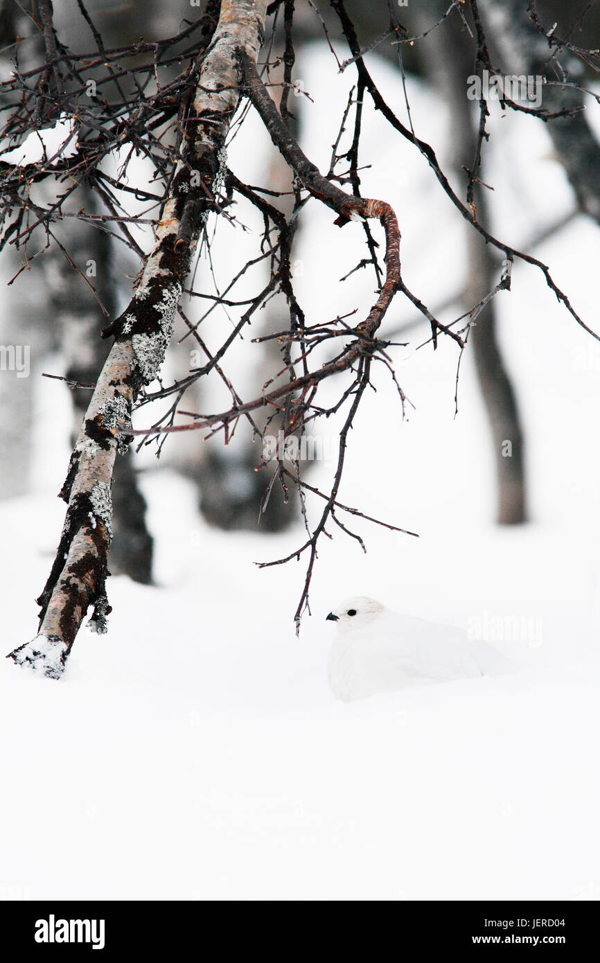 Bird under birch tree, close-up Stock Photo - Alamy