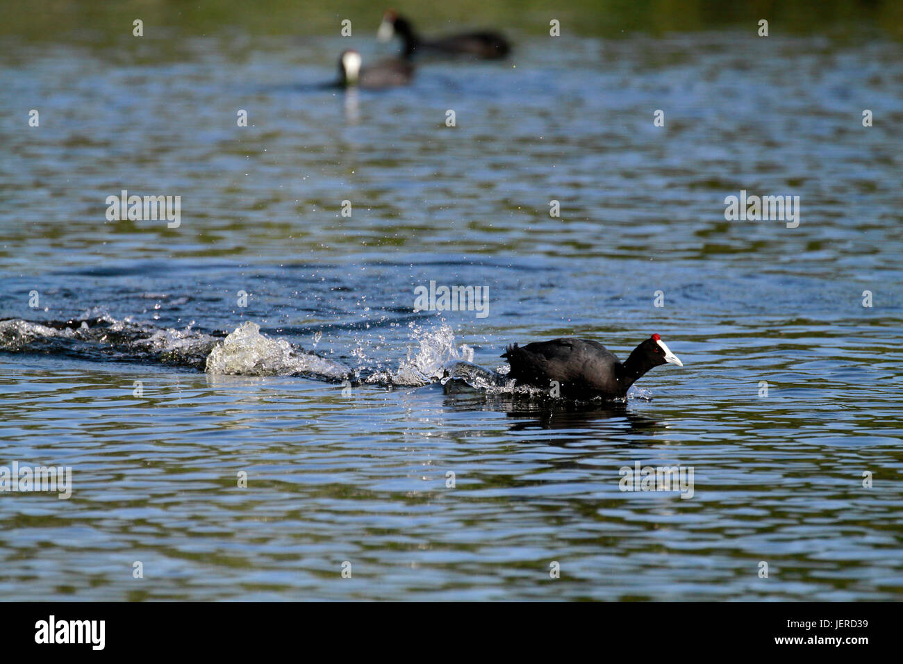 A red-knobbed coot or crested coot, (Fulica cristata) in the water at ...