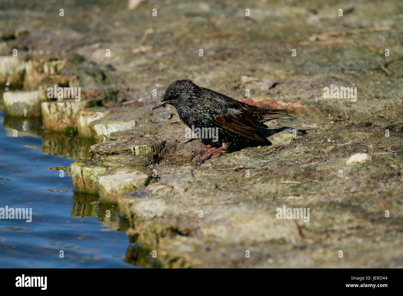 A common starling (Sturnus vulgaris), also known as a European starling ...