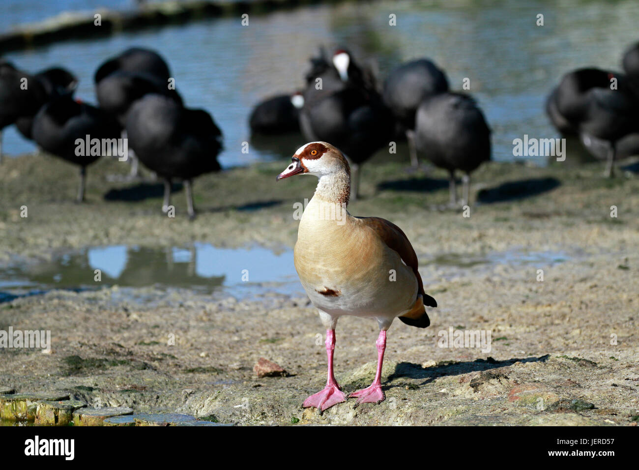 Intaka bird sanctuary hi-res stock photography and images - Alamy