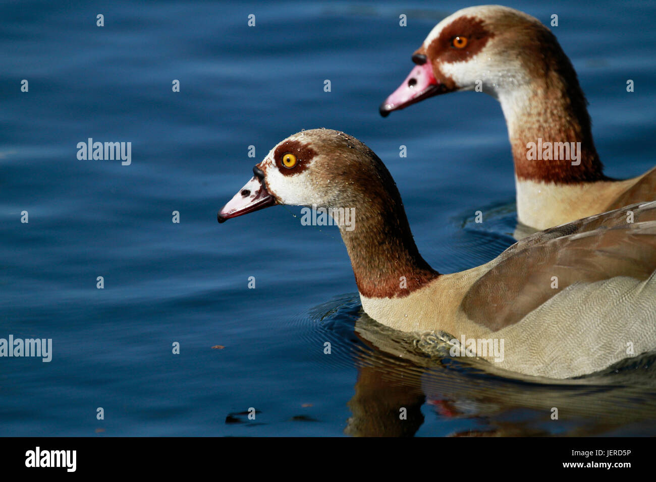 Egyptian geese (Alopochen aegyptiaca) at Intaka Bird Sanctuary near ...