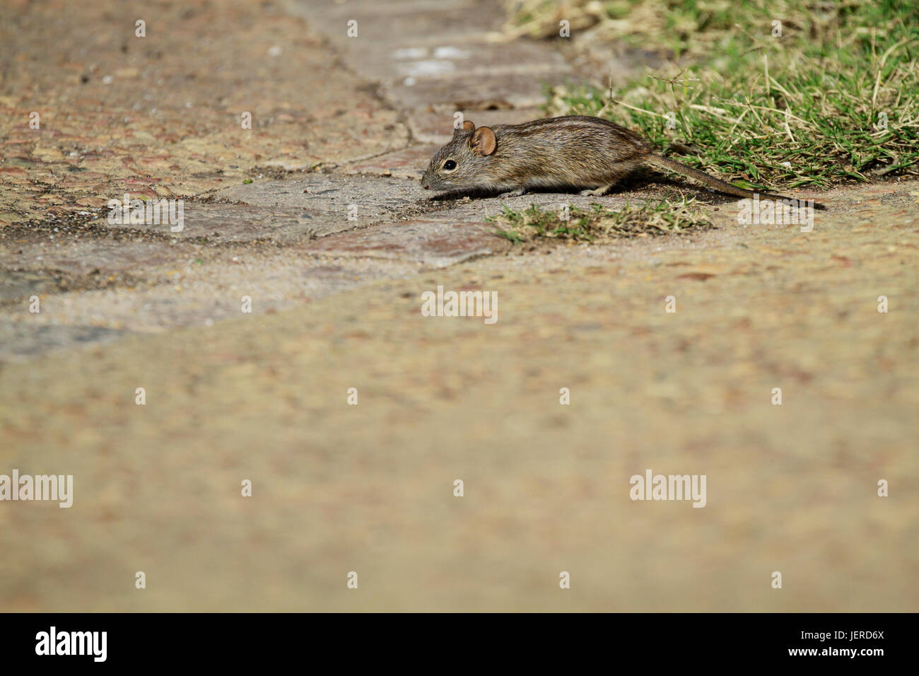 A four-striped grass mouse or four-striped grass rat (Rhabdomys pumilio ...