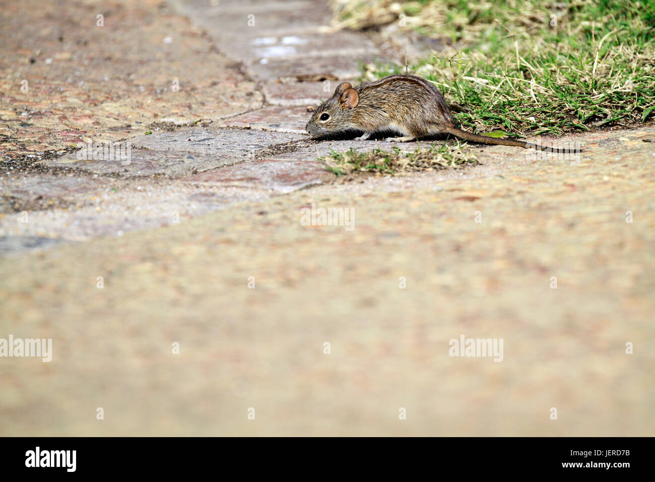 A four-striped grass mouse or four-striped grass rat (Rhabdomys pumilio ...