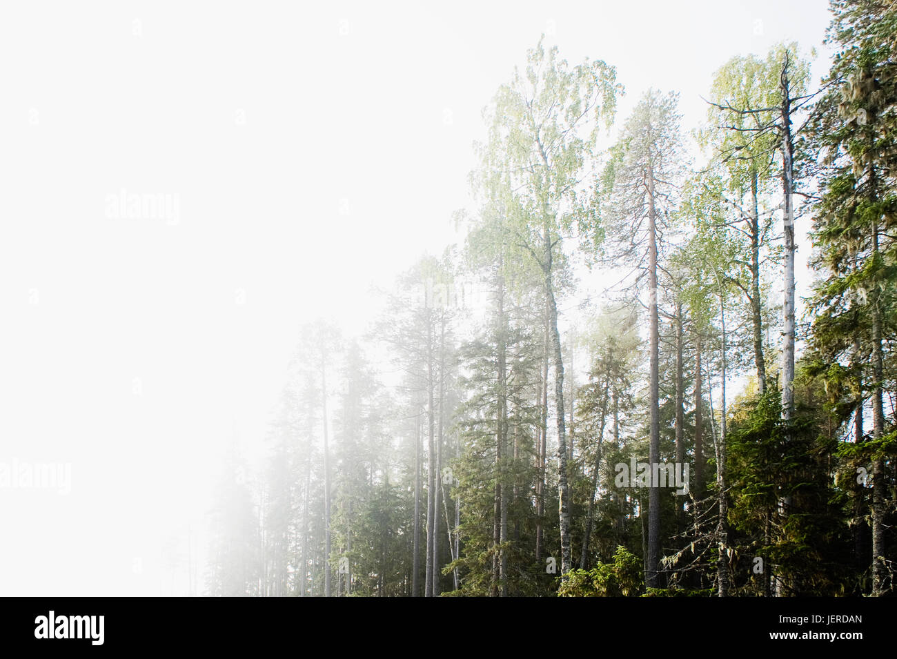 Forest in fog Stock Photo - Alamy