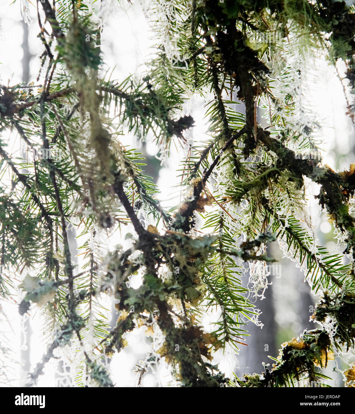 Nature forest pine tree sweden varmland hi-res stock photography and ...