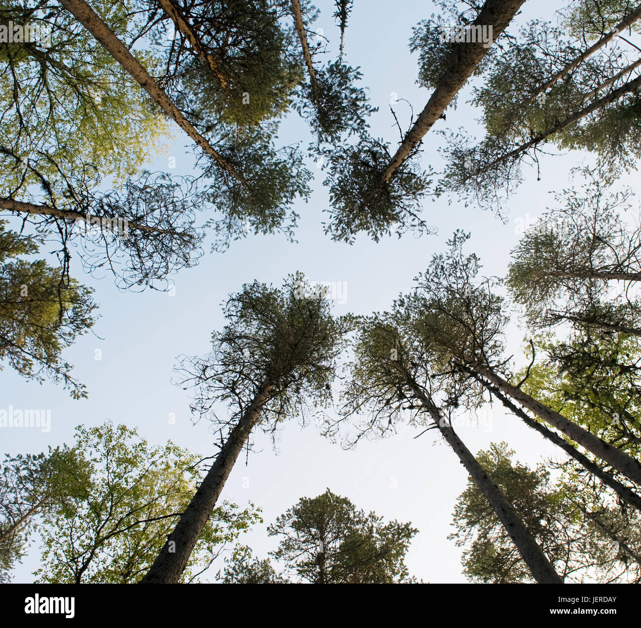 Looking up to canopy hi-res stock photography and images - Alamy