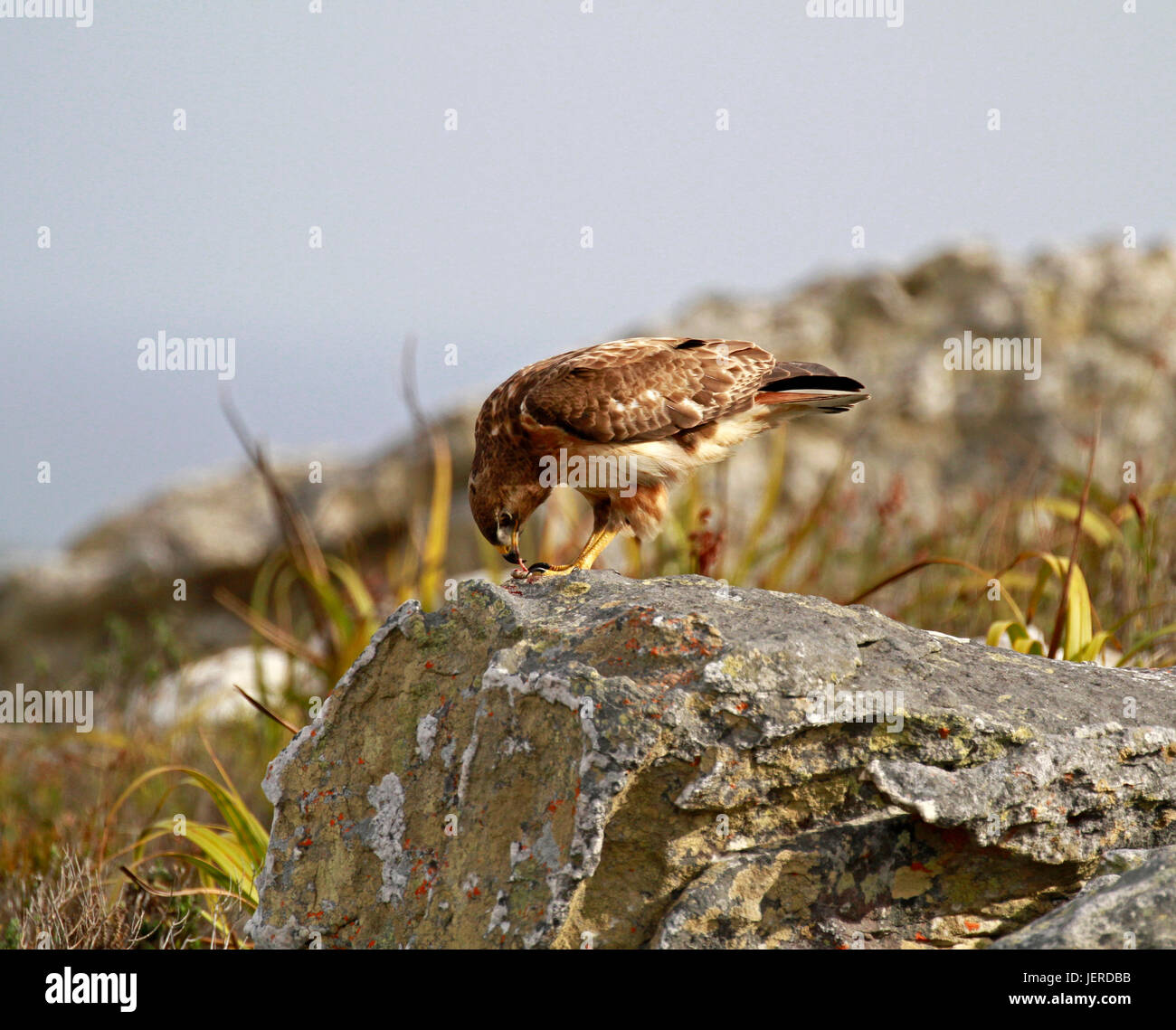 Cape town buzzard hi-res stock photography and images - Alamy