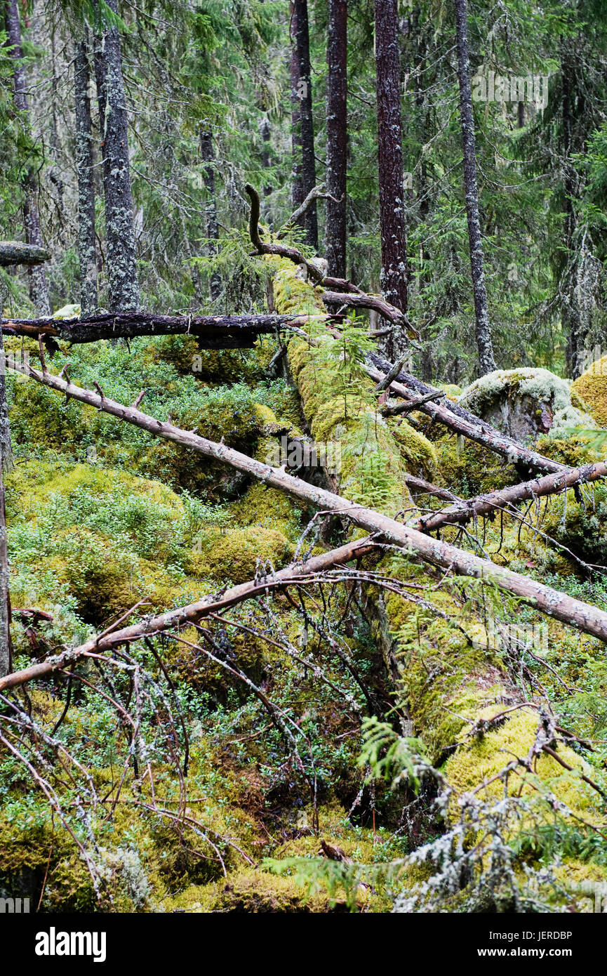 Fallen tree in forest Stock Photo - Alamy