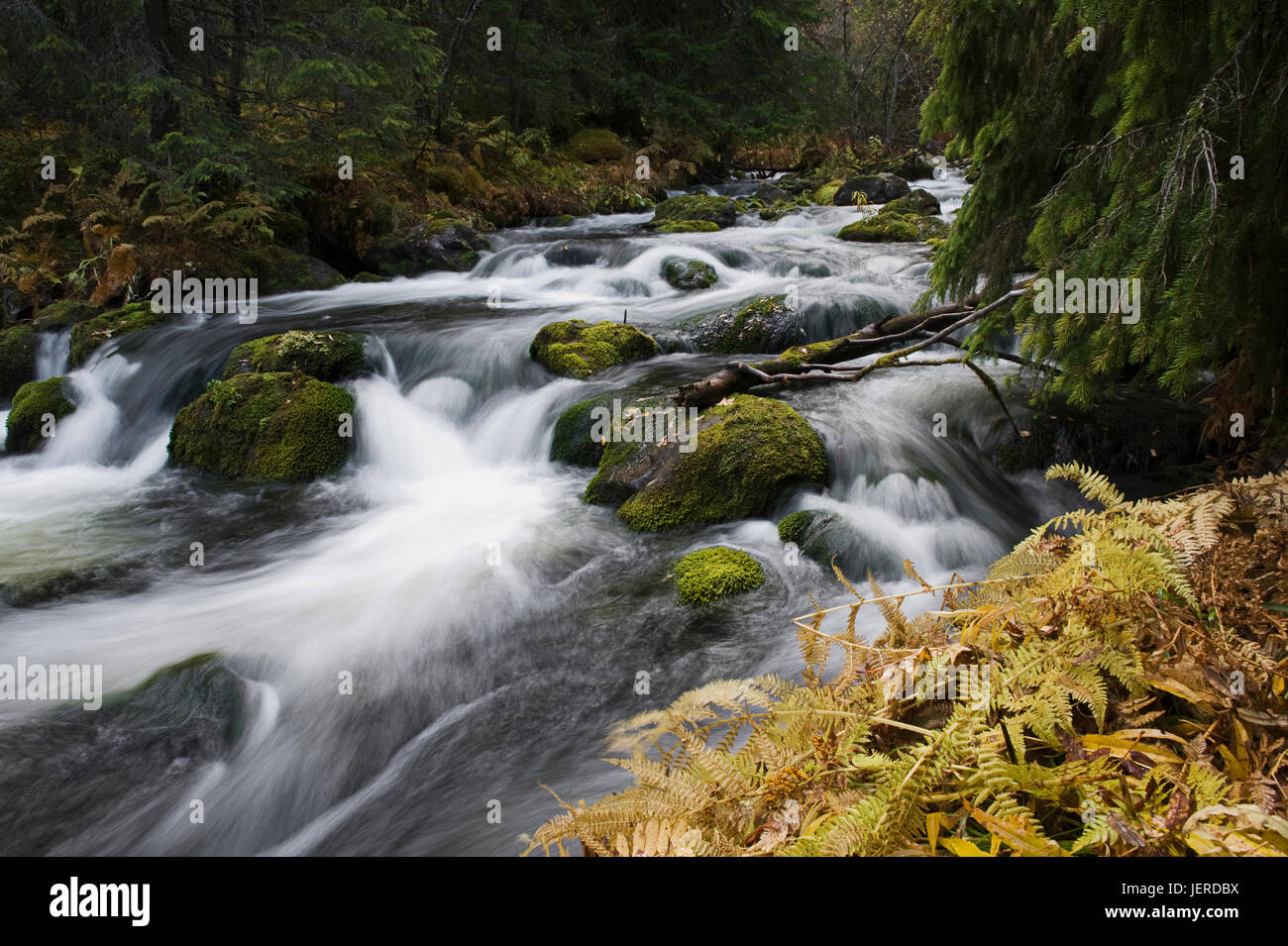 Stream going through forest Stock Photo - Alamy