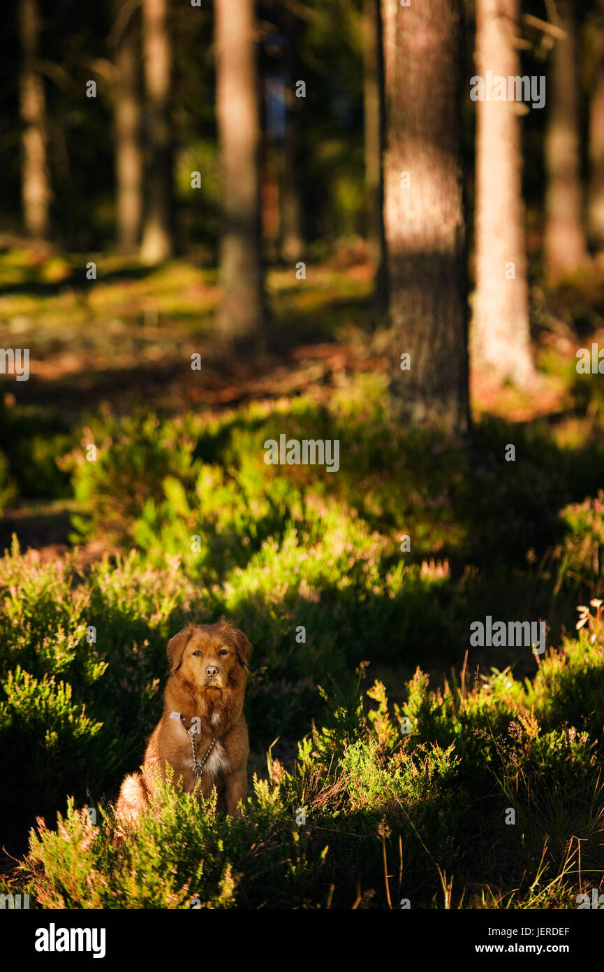 Dog in forest Stock Photo - Alamy