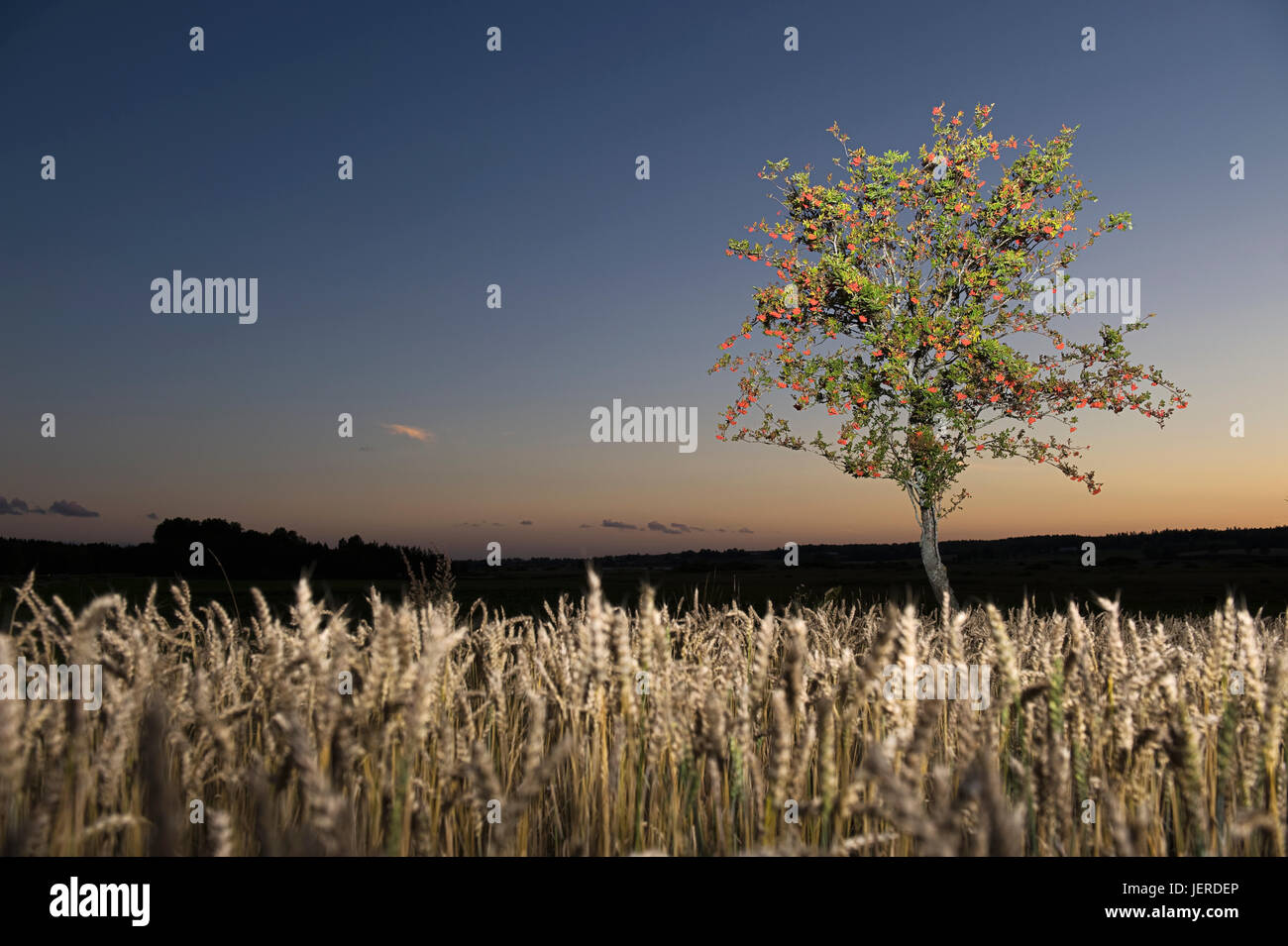 Tree in wheat field at dusk Stock Photo - Alamy
