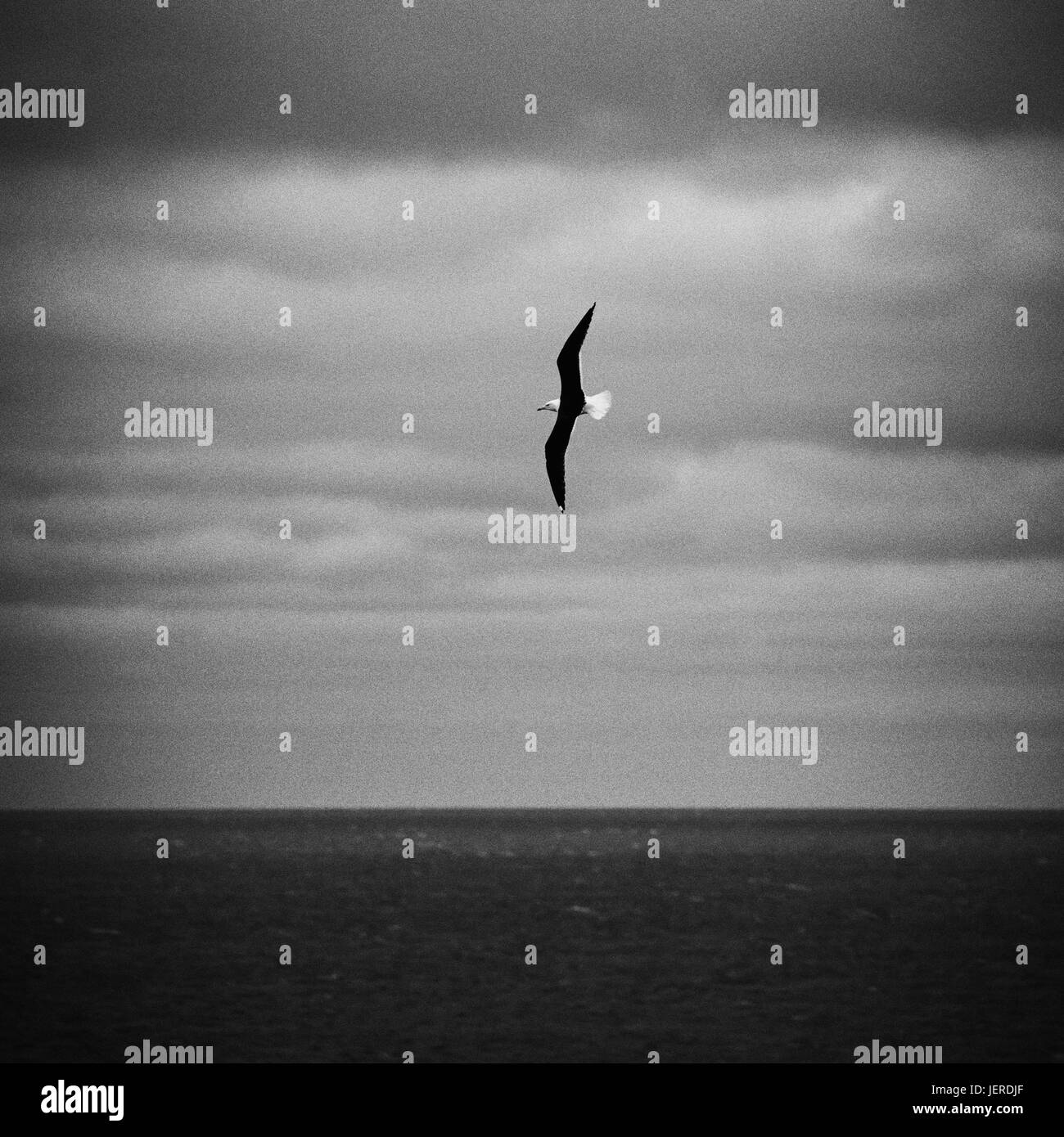 Low angle bird flying Black and White Stock Photos & Images - Alamy