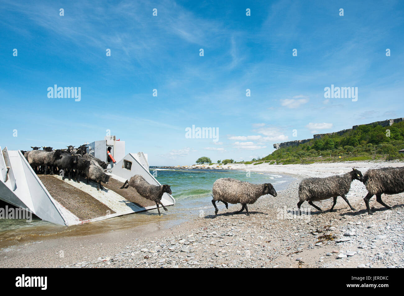 Sheep leaving boat Stock Photo - Alamy
