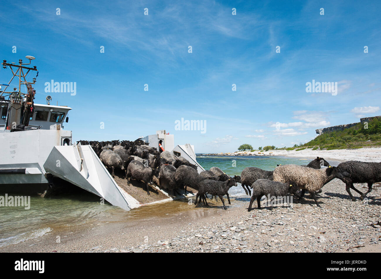 Sheep leaving boat Stock Photo - Alamy