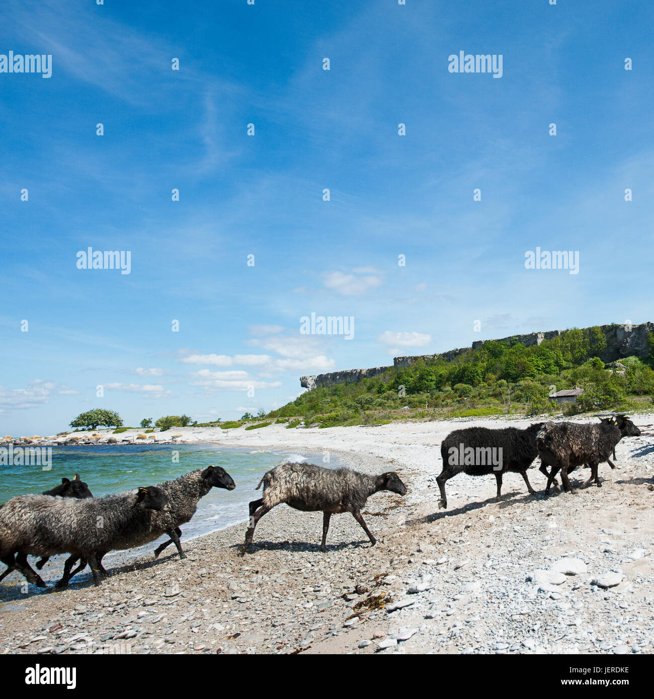 Sheep on beach Stock Photo - Alamy
