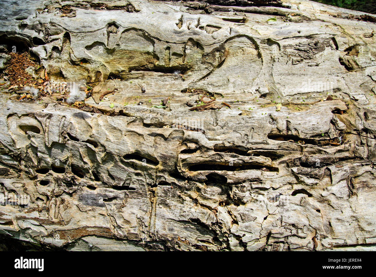 Rotten tree that fell in the woods and that destroys nature and weather ...