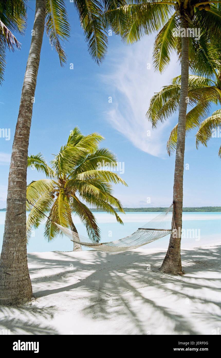 Palm Trees Beach Hammock