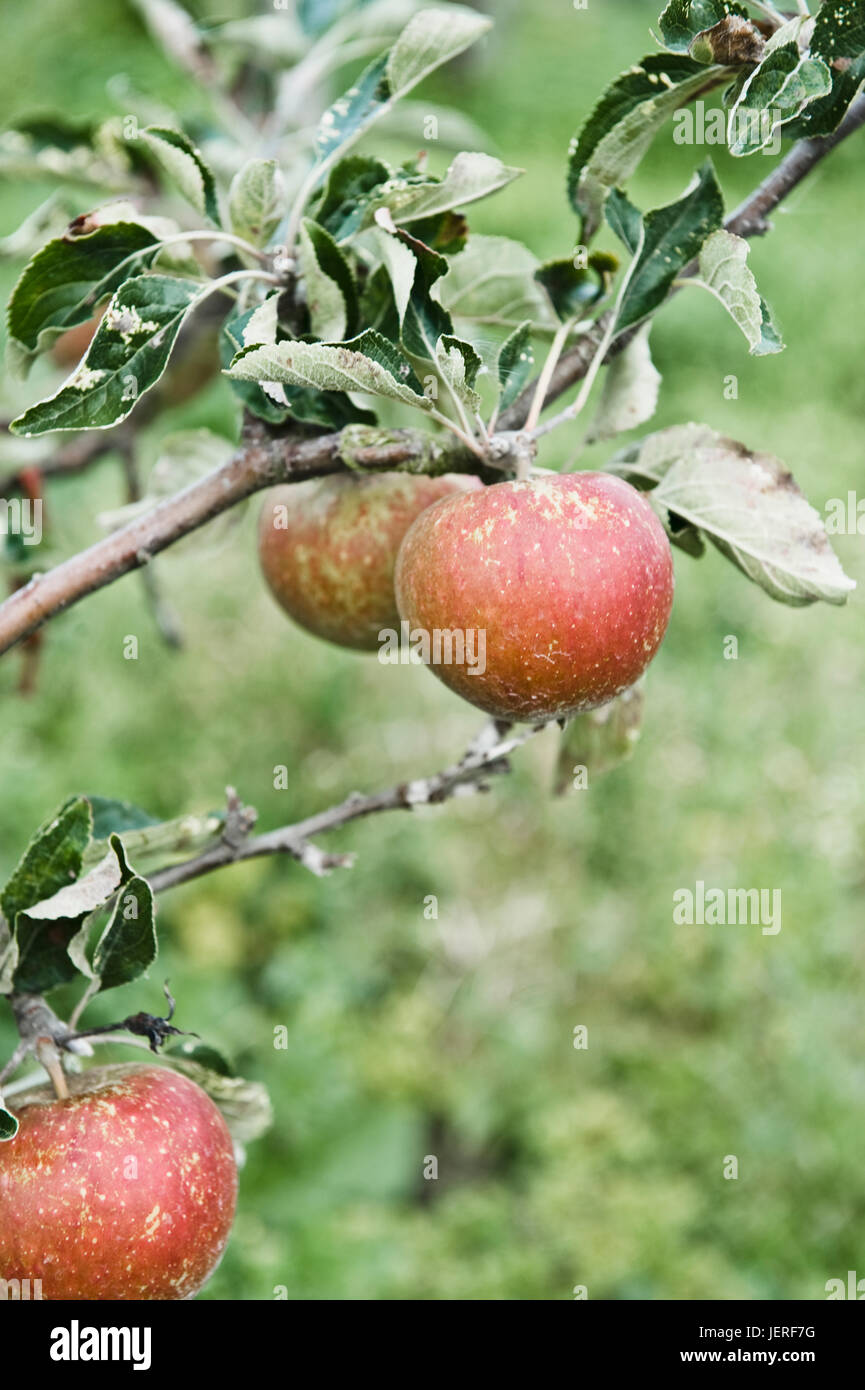 Apple tree cultivation hi-res stock photography and images - Alamy