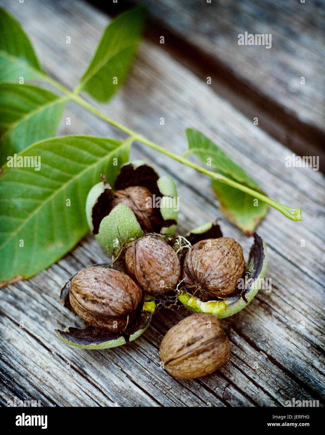 Walnut fruits with plants hi-res stock photography and images - Alamy