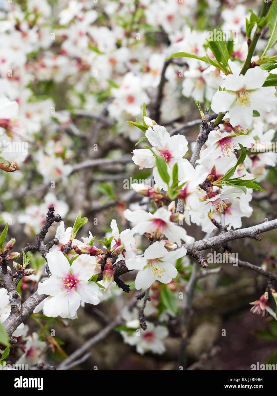 Tree with plants hi-res stock photography and images - Alamy