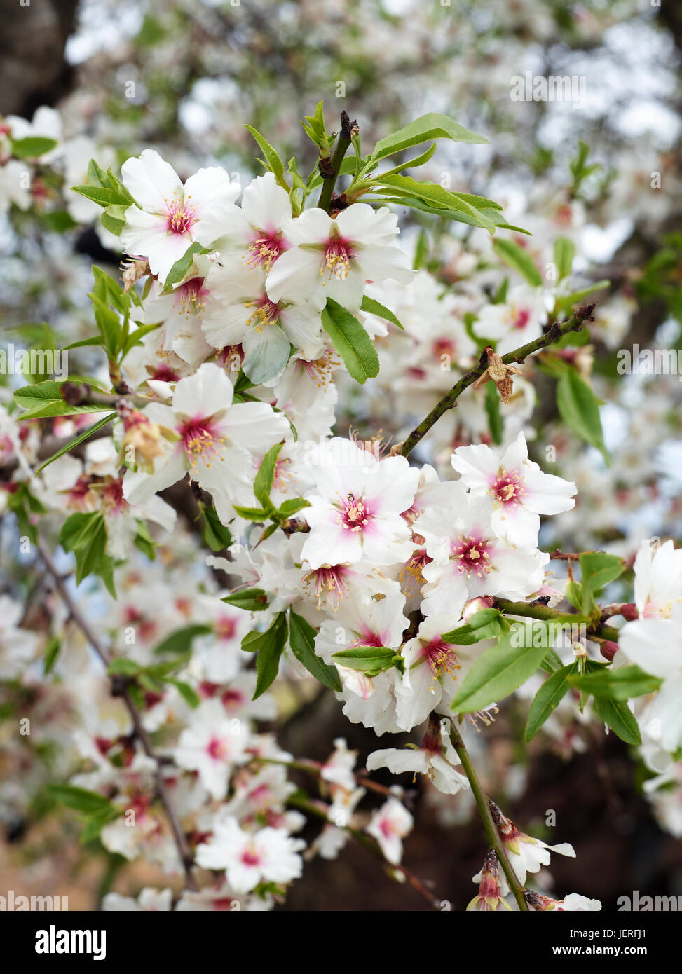 Tree with plants hi-res stock photography and images - Alamy