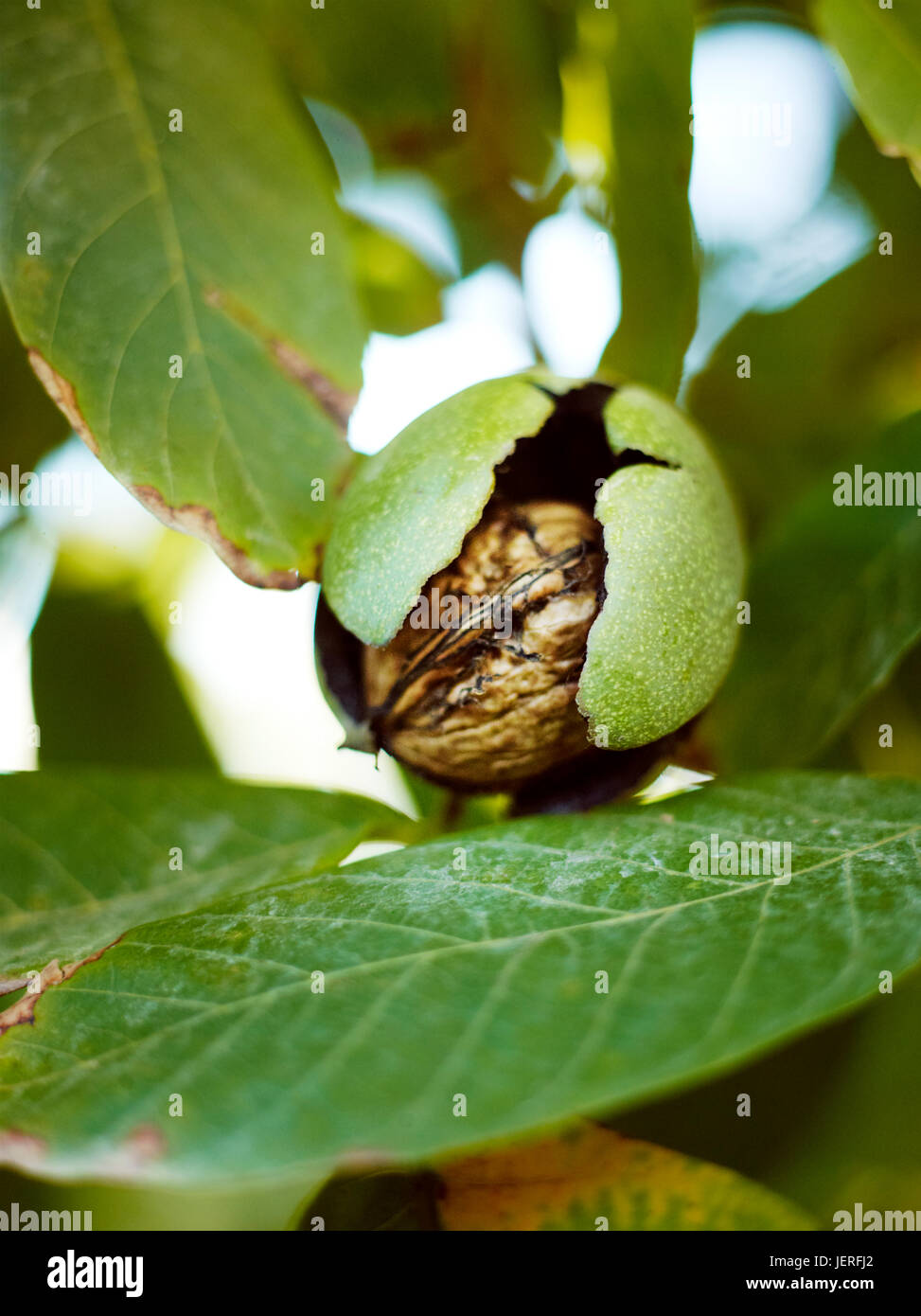 Walnut fruits with plants hi-res stock photography and images - Alamy