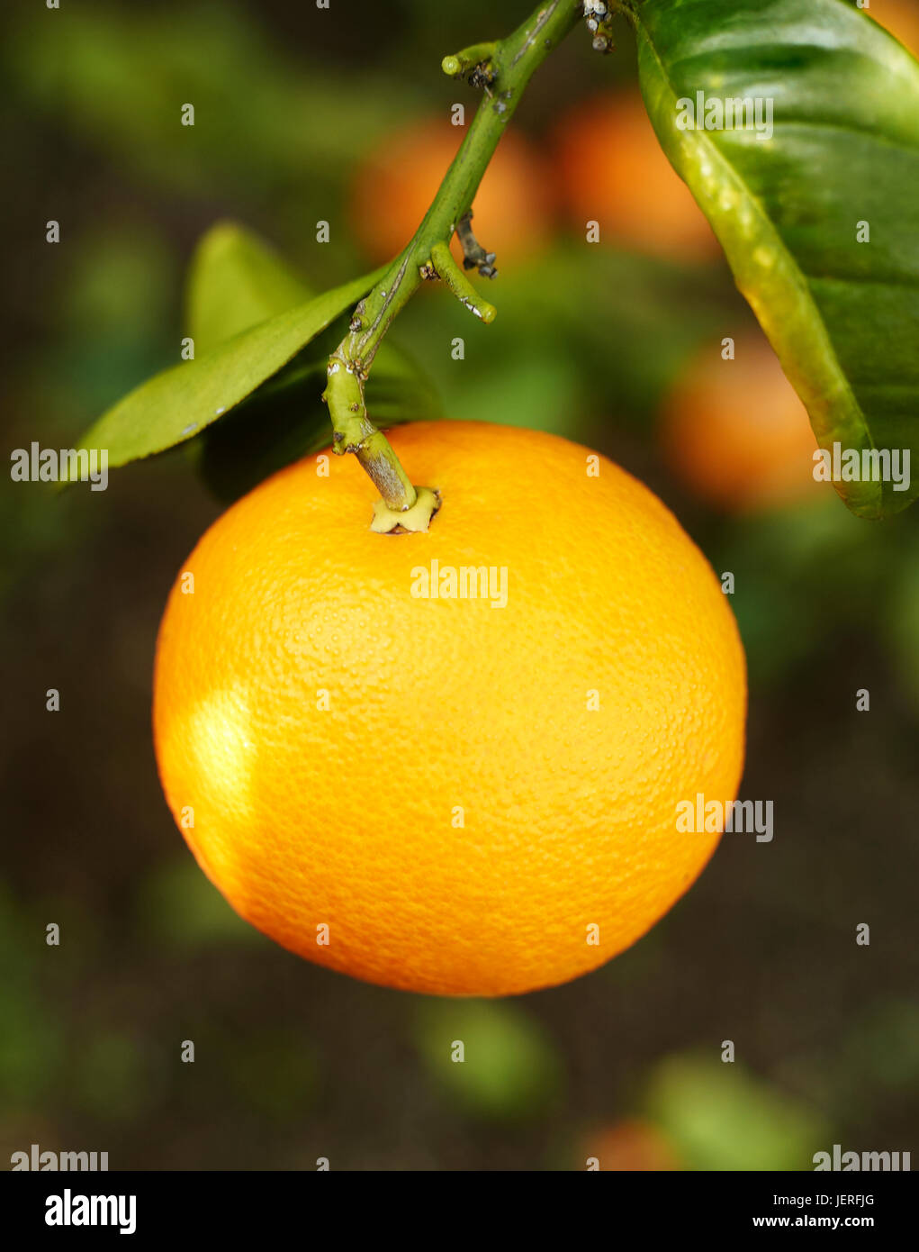 Tangerine colour hi-res stock photography and images - Alamy
