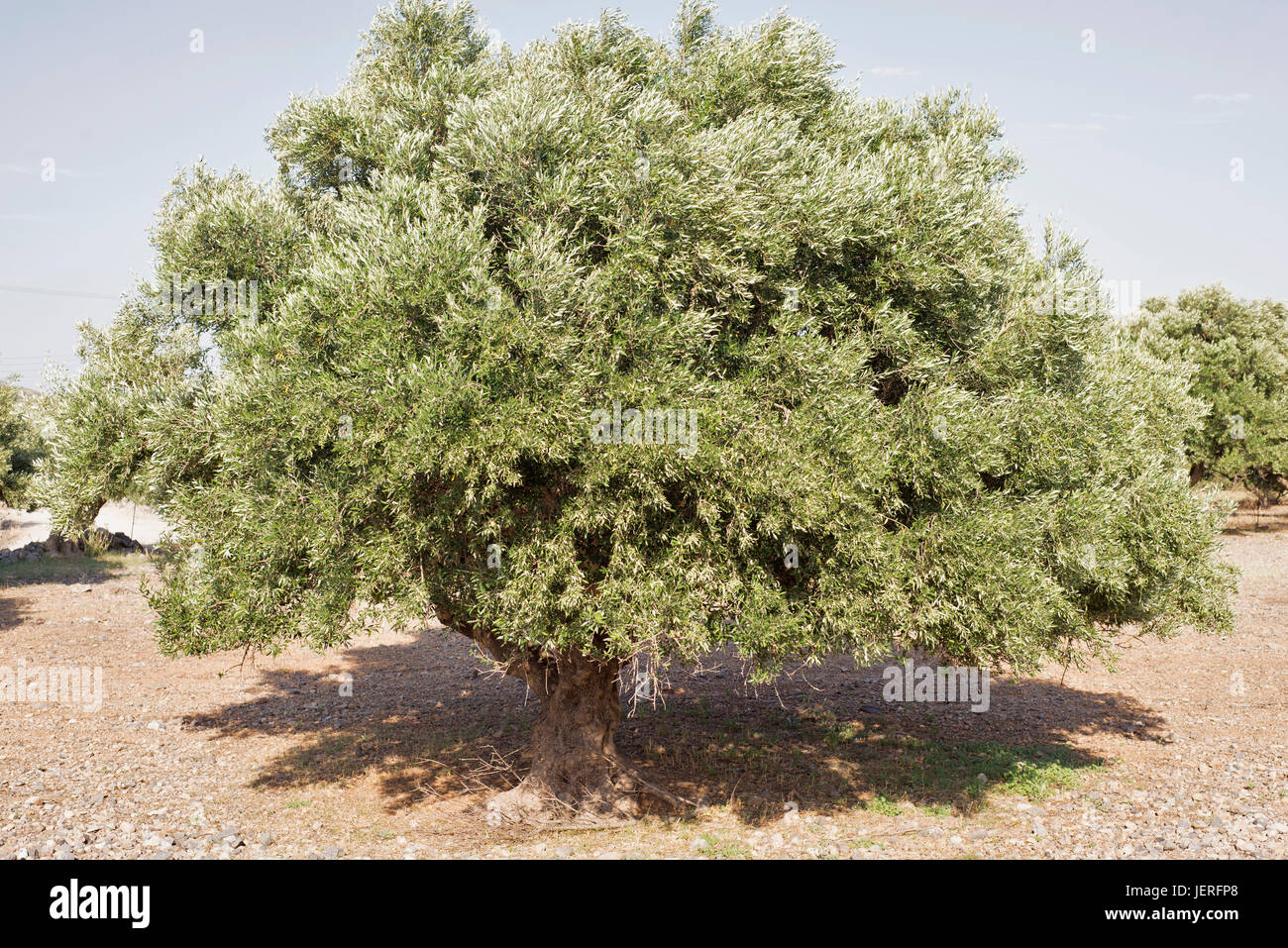 Olive tree and dried meadow Stock Photo - Alamy