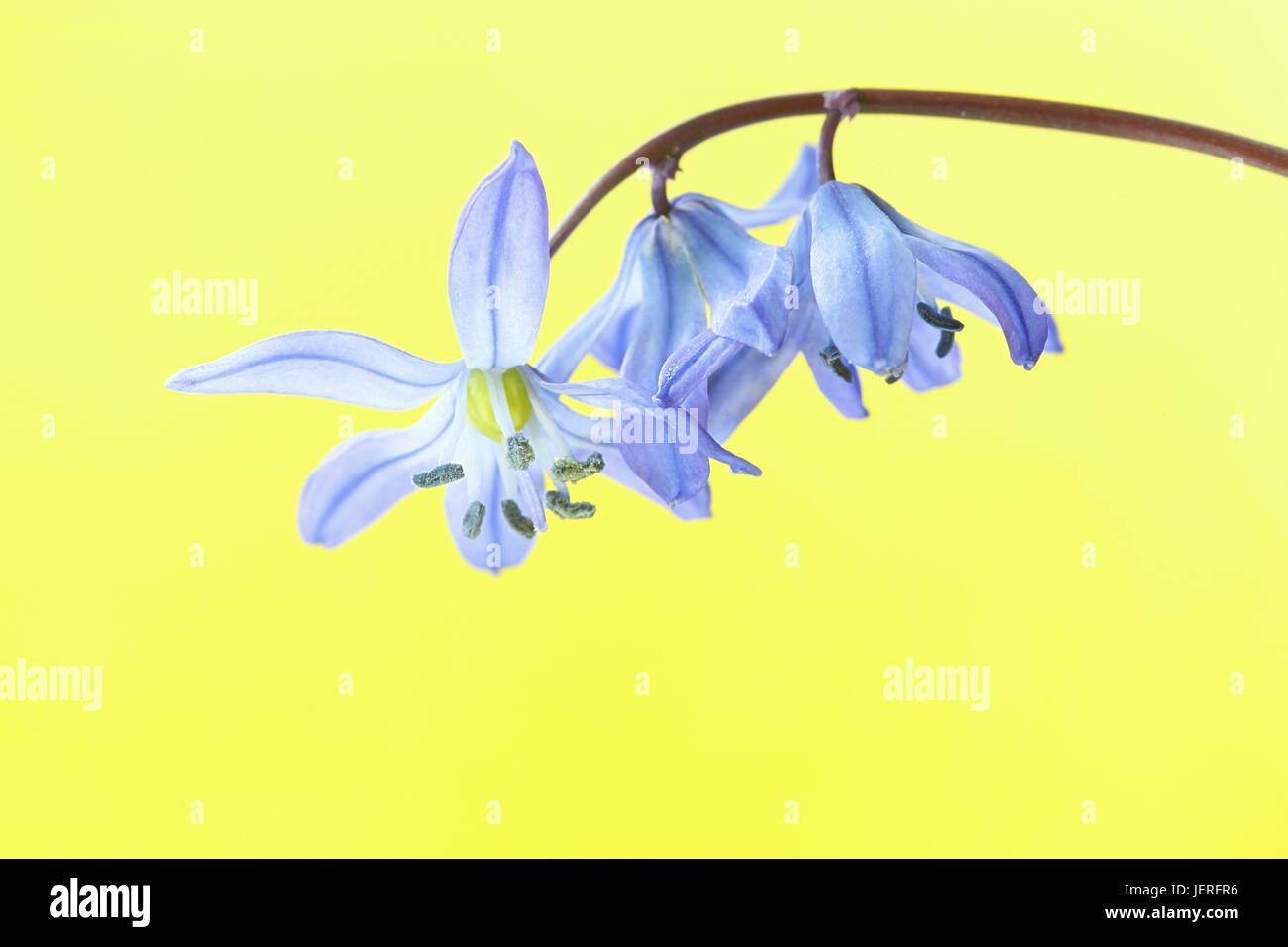 Siberian squill on a yellow background Stock Photo - Alamy