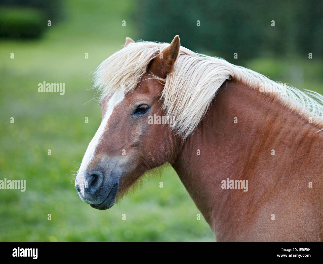 Side view portrait brown horse hi-res stock photography and images - Alamy