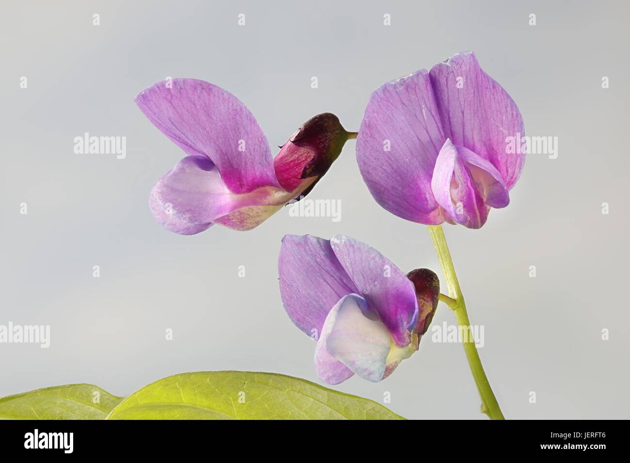 Pea flower structure hi-res stock photography and images - Alamy
