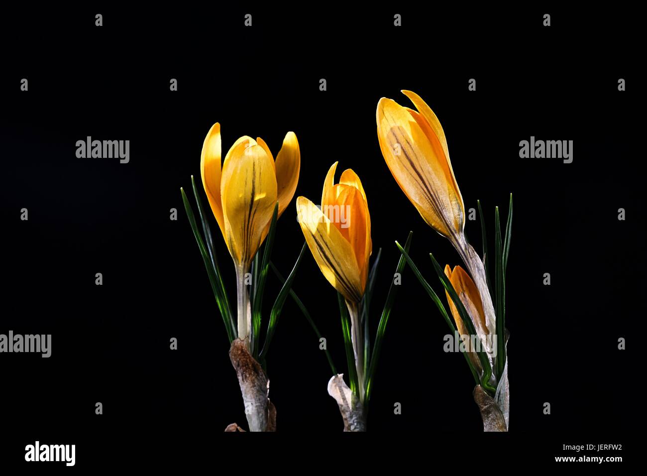 Crocus with black background Stock Photo - Alamy