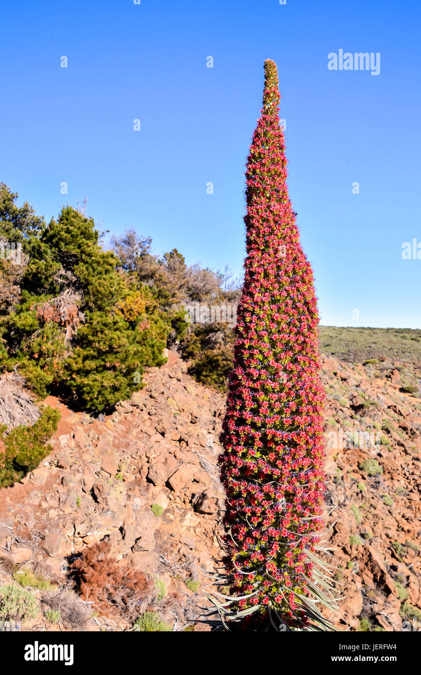 Tajinaste plant hi-res stock photography and images - Alamy