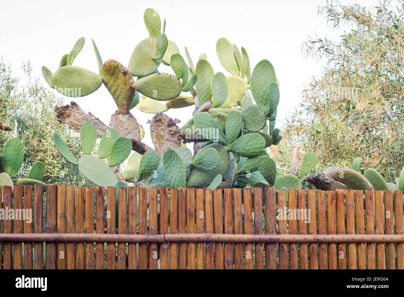 Huge agave hi-res stock photography and images - Alamy