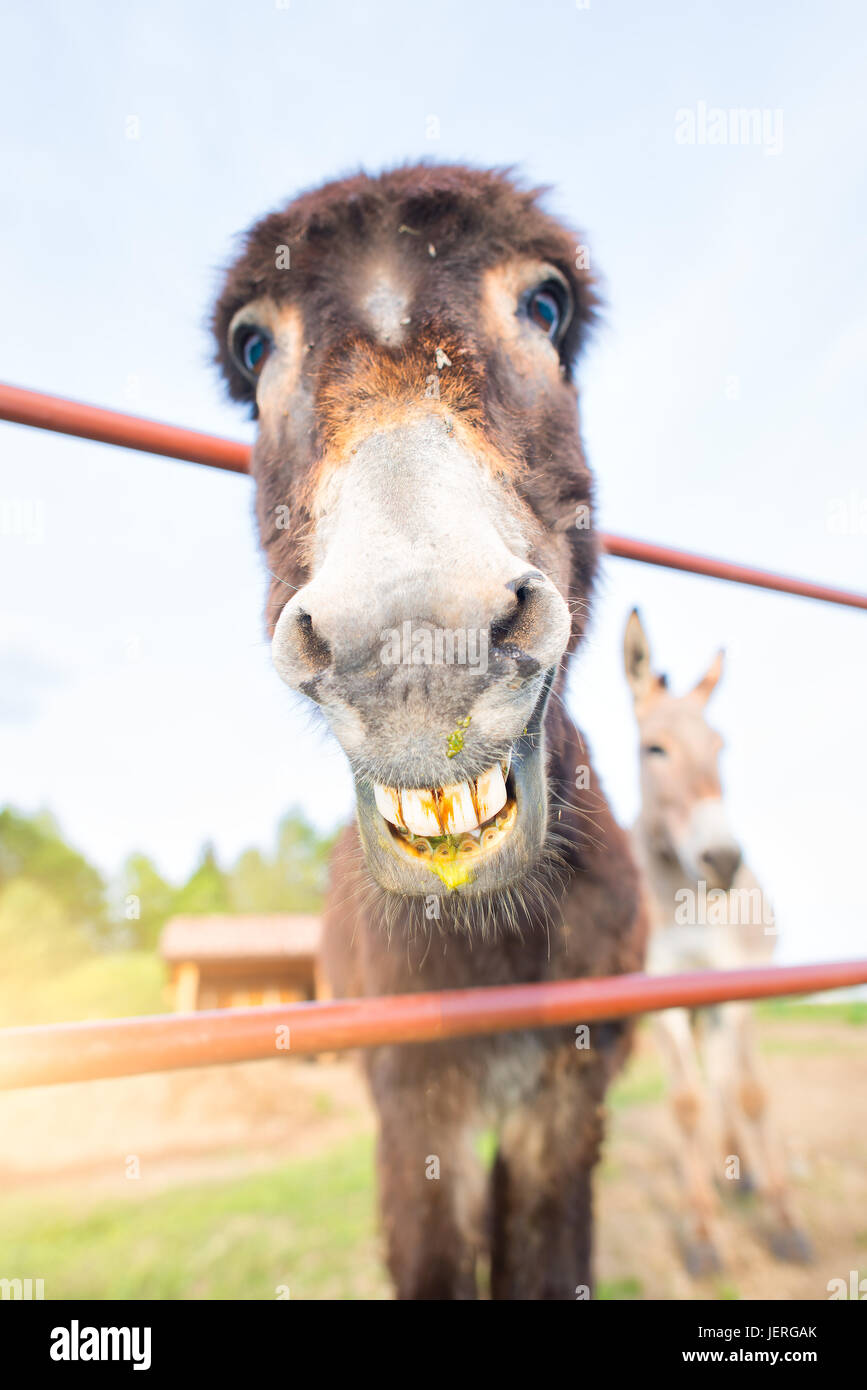 Donkey Smiling With Teeth
