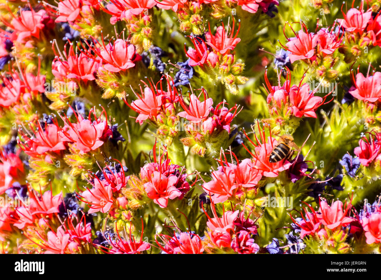 Tenerife tajinaste plant hi-res stock photography and images - Alamy