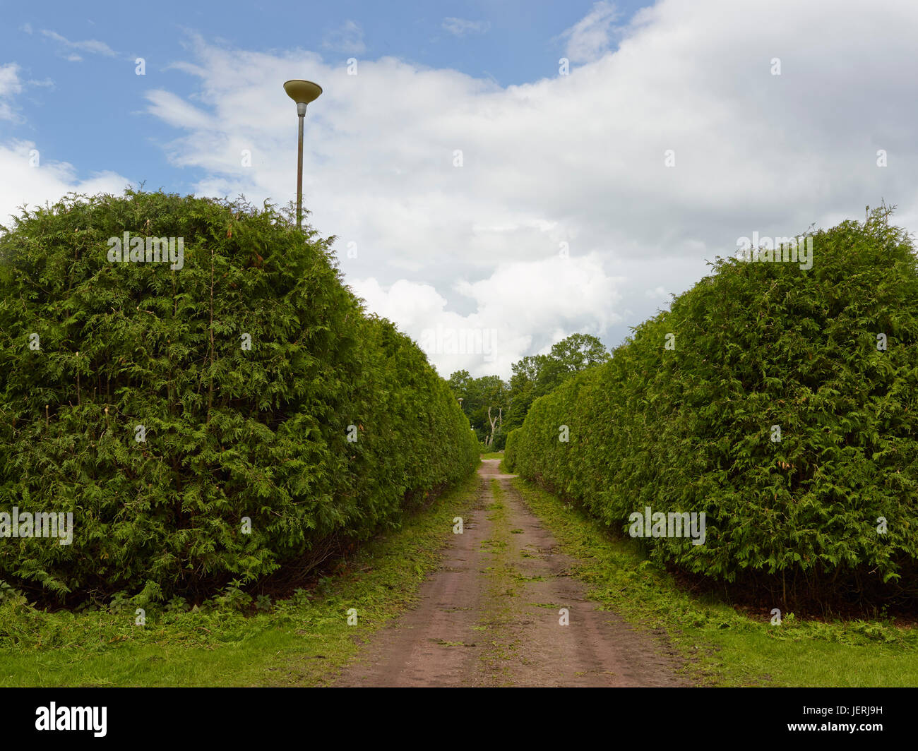 Hedge along dirt road Stock Photo - Alamy