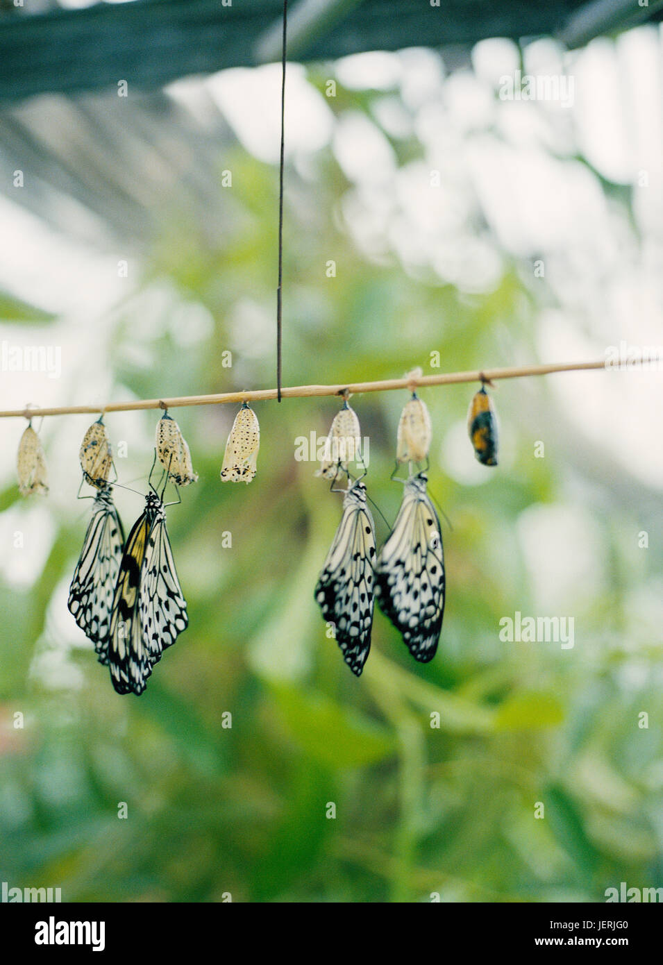 Butterflies emerging from cocoons Stock Photo - Alamy