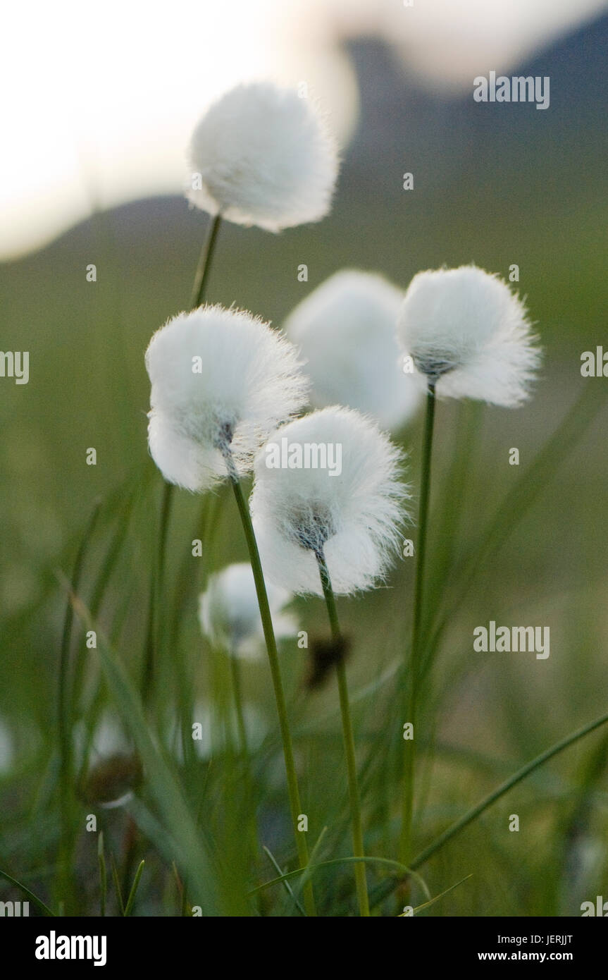 Feathery flowers hi-res stock photography and images - Alamy