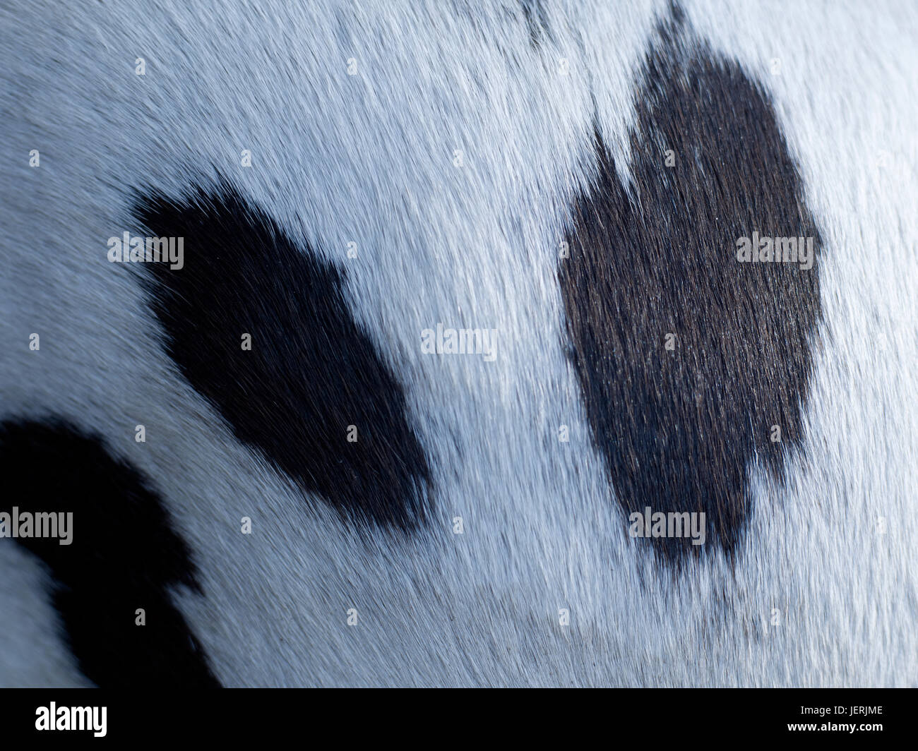 Animal fur, close-up Stock Photo - Alamy