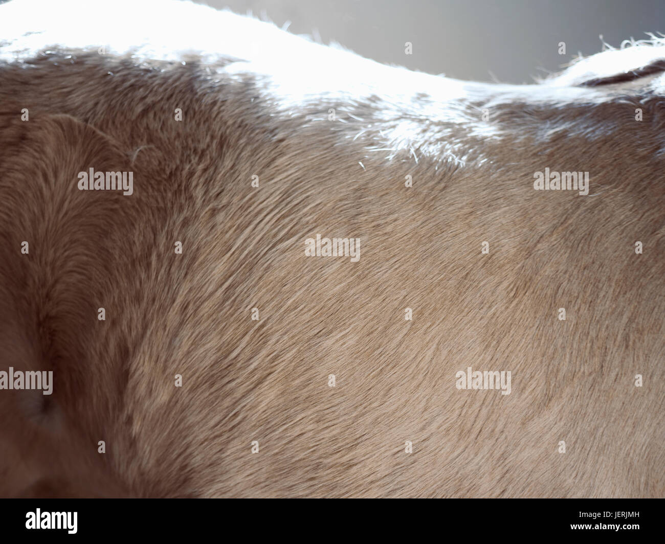 Animal fur, close-up Stock Photo - Alamy