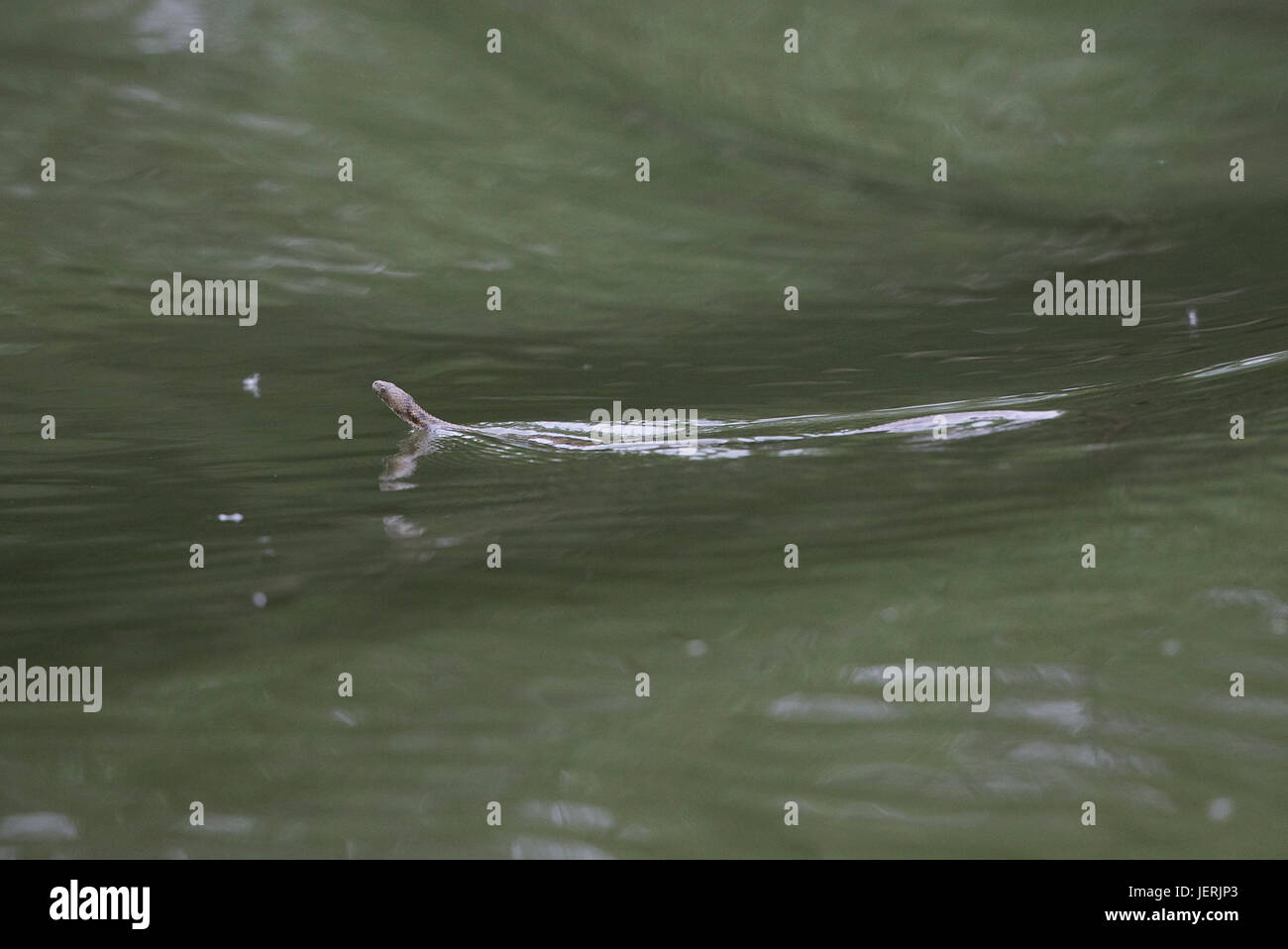Dice Snake (Natrix tessellata Stock Photo - Alamy