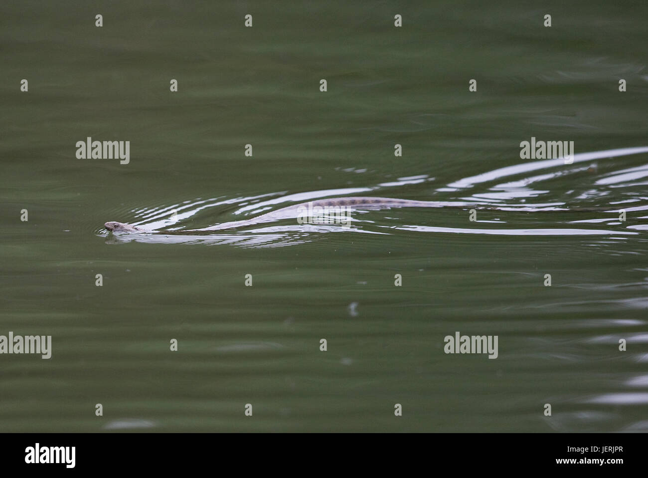Dice Snake (Natrix tessellata Stock Photo - Alamy