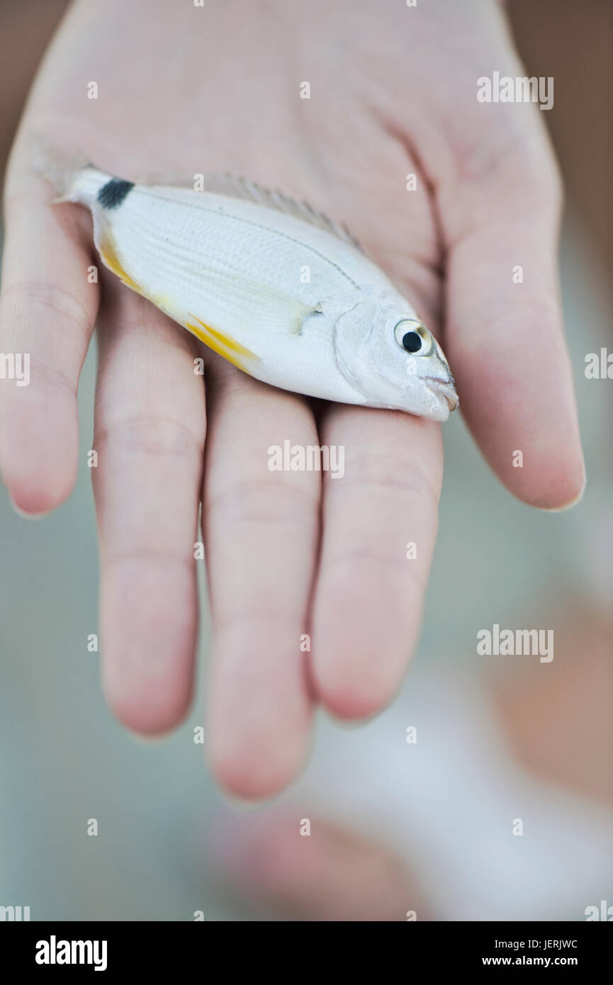 Fish on hand hi-res stock photography and images - Alamy