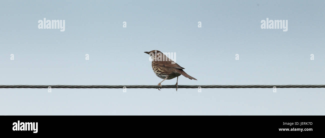 Uk song birds in flight hi-res stock photography and images - Alamy