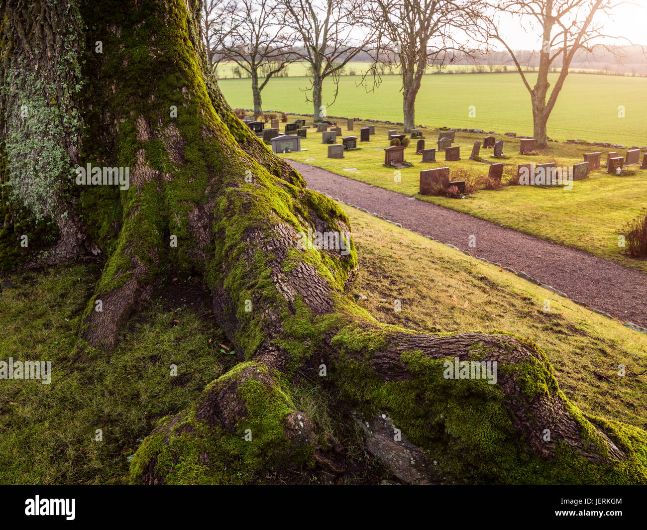Old tree, graveyard on background Stock Photo - Alamy
