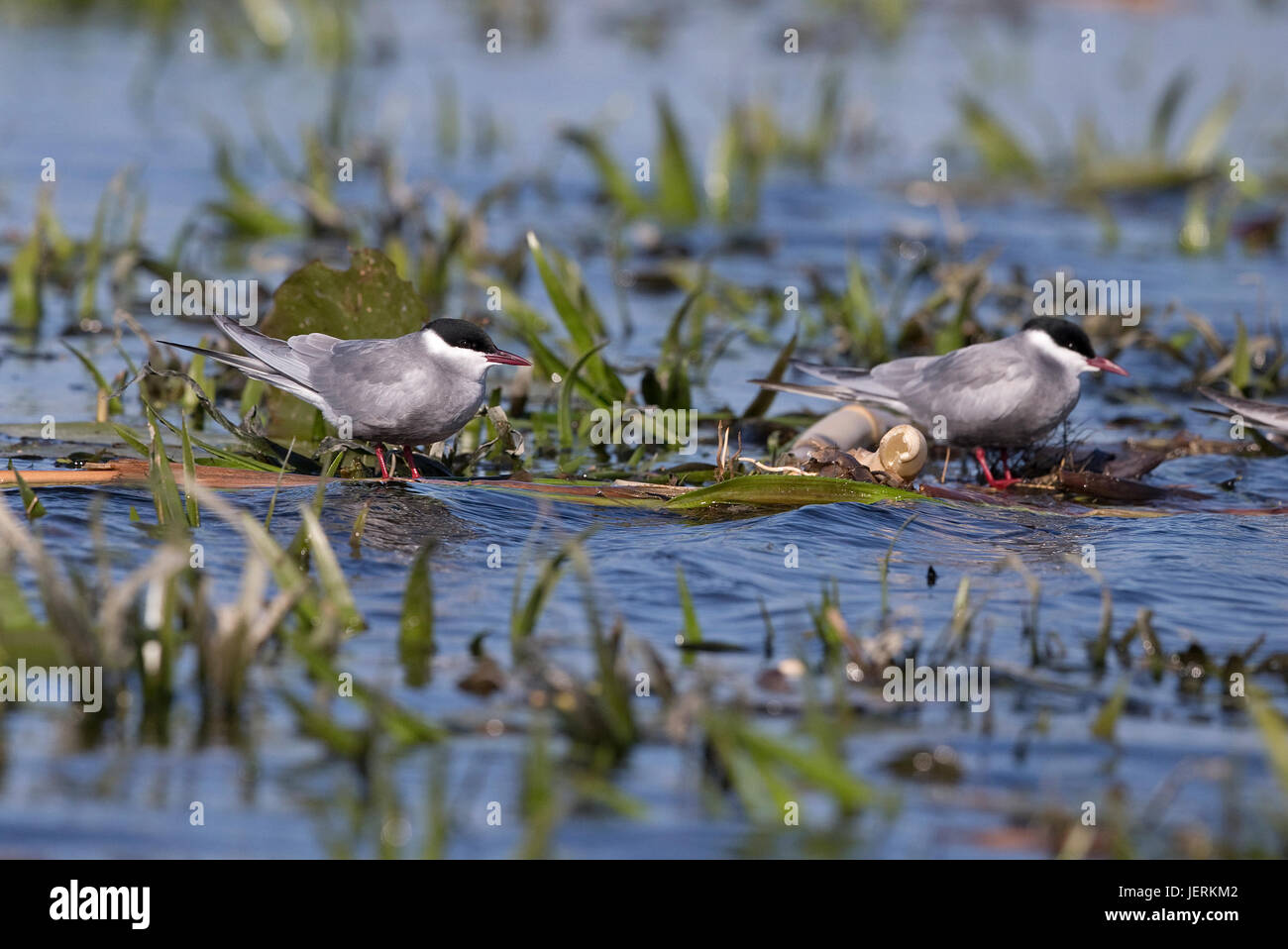Whiskered bird hi-res stock photography and images - Alamy