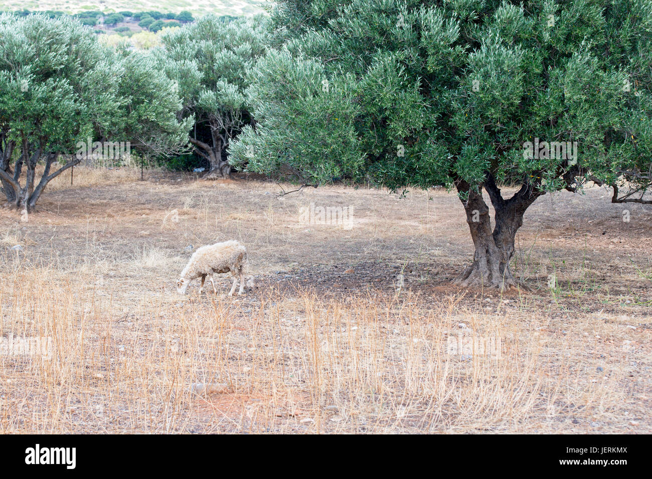 Olive tree sheep hi-res stock photography and images - Alamy
